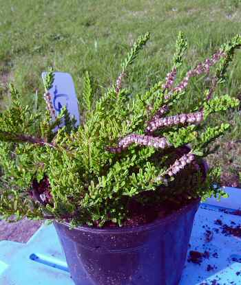 Calluna vulgaris "Multicolor Heather, Ling milliways online garden shop ...